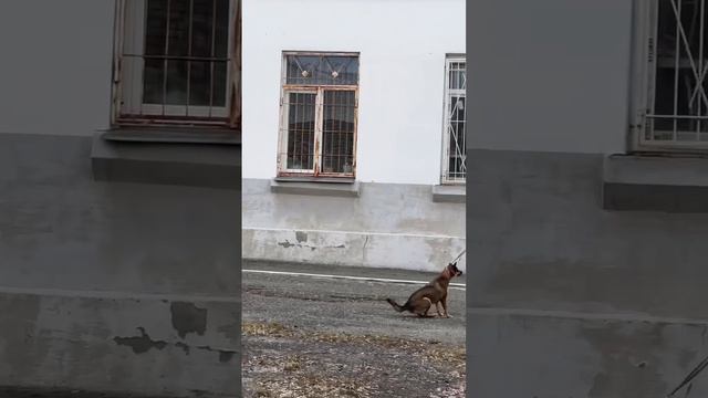 Собачники ( Тренировка по ноузворку #shorts