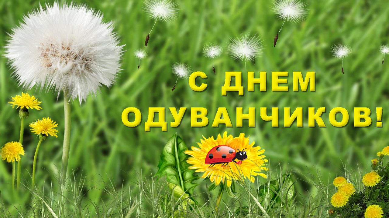 С Днем одуванчиков! С Днем солнечных цветов!