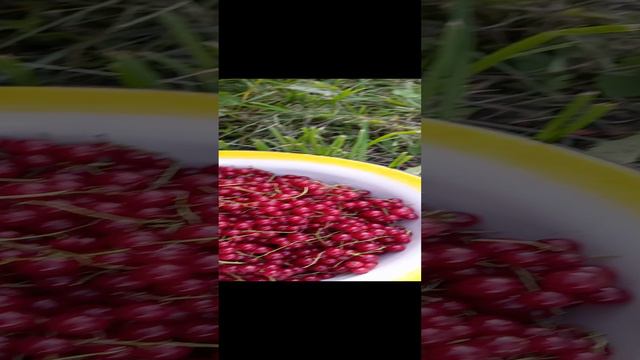 ❗Пришло время собирать красную смородину❗ #shorts #short #video #shortsvideo #shortvideo #дача