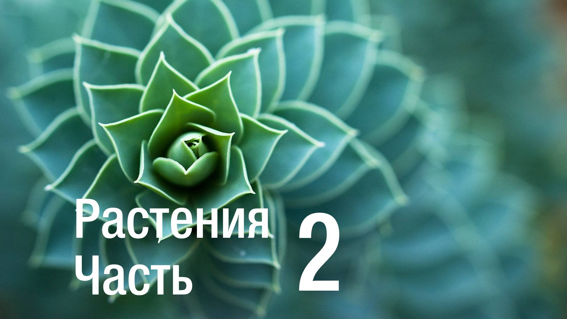 Растения (часть 2)