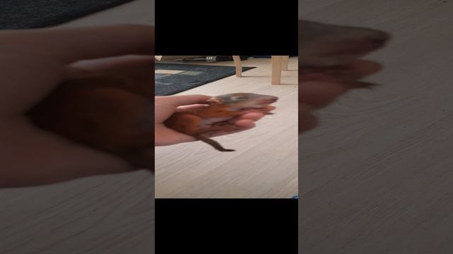 Орешек день 1.mp4