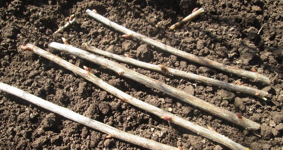 Размножение смородины черенками весной