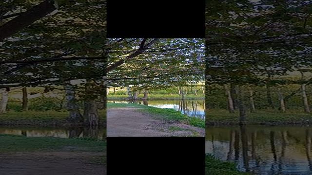 Парк на Крестовском острове , Диво остров