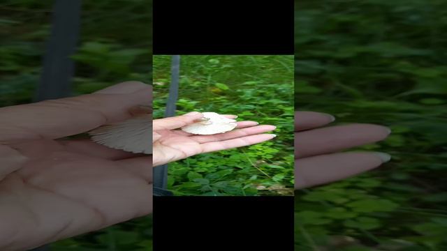 ❗Неопознанные грибы в городе❗ #shorts #short #shortsvideo #shortvideo #nature #funny #грибы #природа