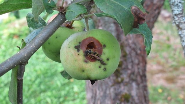 Оса ест яблоко