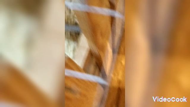 прогулка по зоопарку