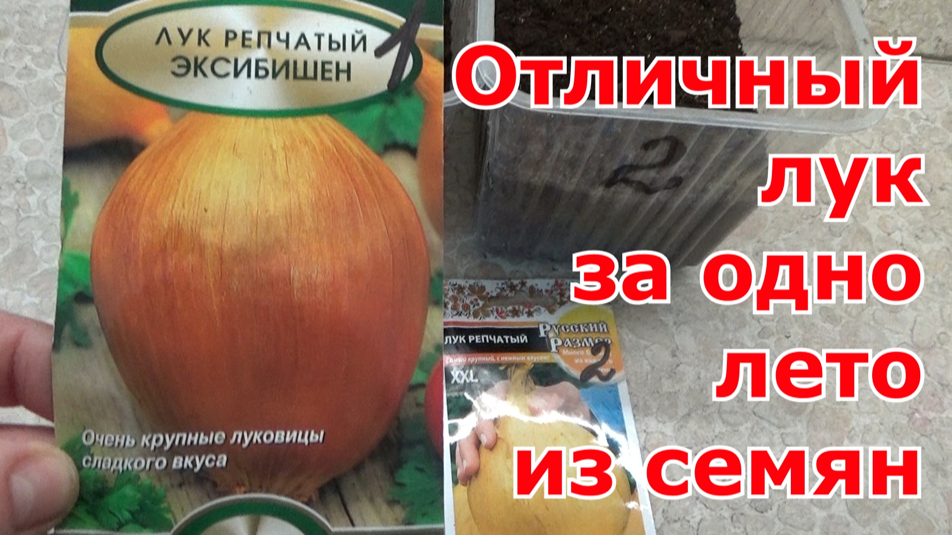 Лук-репка из лука-чернушки за один сезон. Посев лука чернушки Эксибишен и XXL на снег для рассады