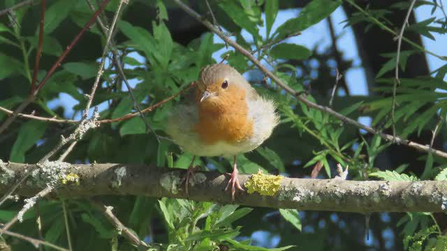 Зарянка (Малиновка, Robin)-#9, Крылатское, 25 августа 2024