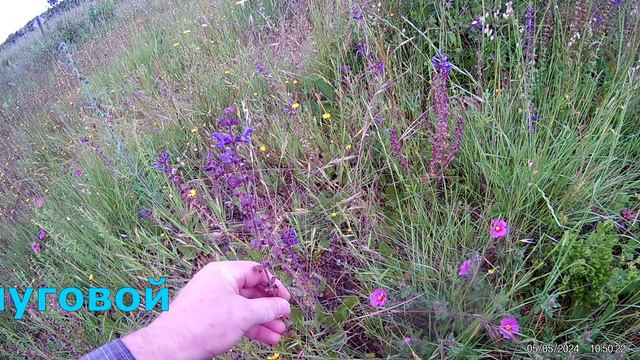 Лекарственные растения весной.ч1.