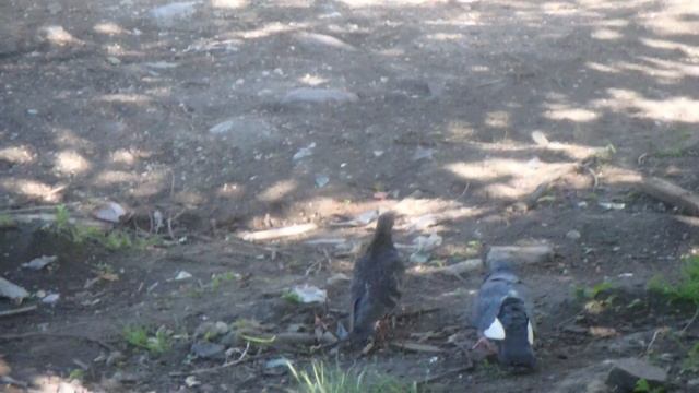 Голубь с голубкой