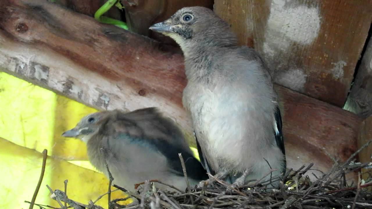Птенцы сойки в гнезде