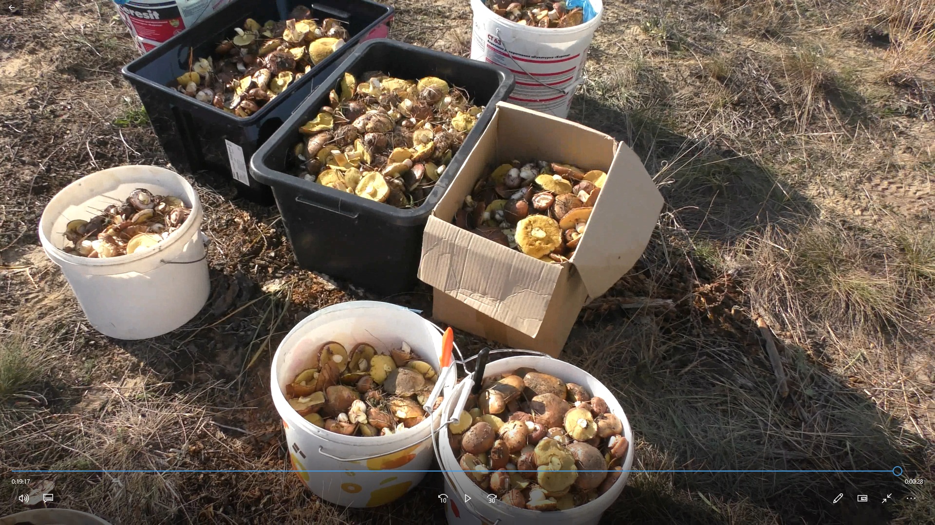 Маслята ведрами и ящиками. Обильный урожай грибов.