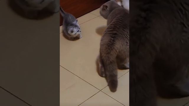 ...без СЛОВ).mp4