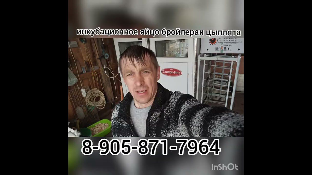 Вывод яйца бройлера Кобб-500 в инкубаторе Стимул-1000М1У