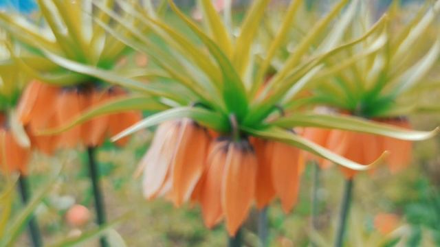 9 мая 2023, весенняя красота в огороде.