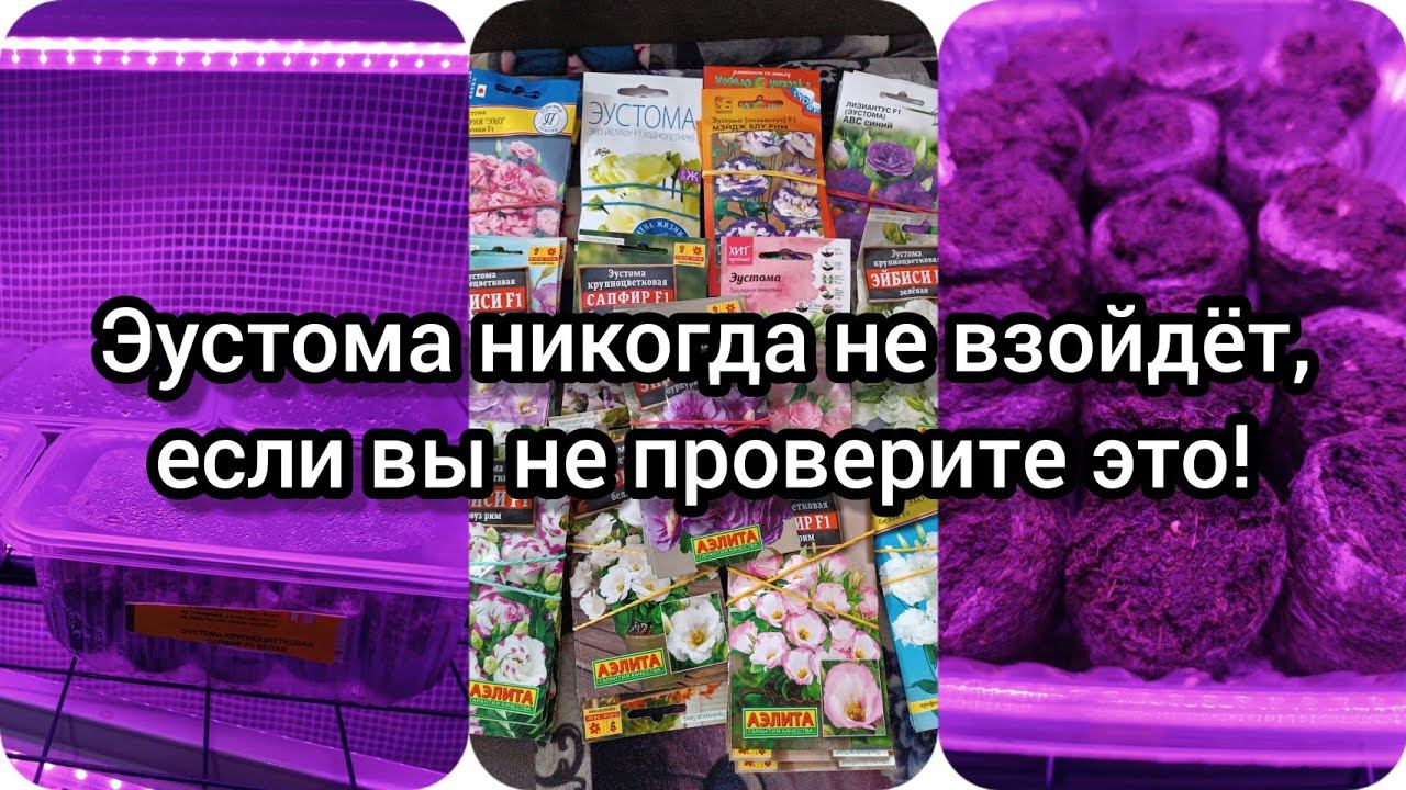Эустома никогда не взойдет, если вы не проверите это!