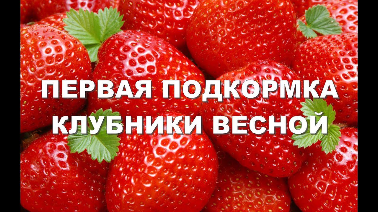 ПЕРВАЯ ПОДКОРМКА КЛУБНИКИ ВЕСНОЙ