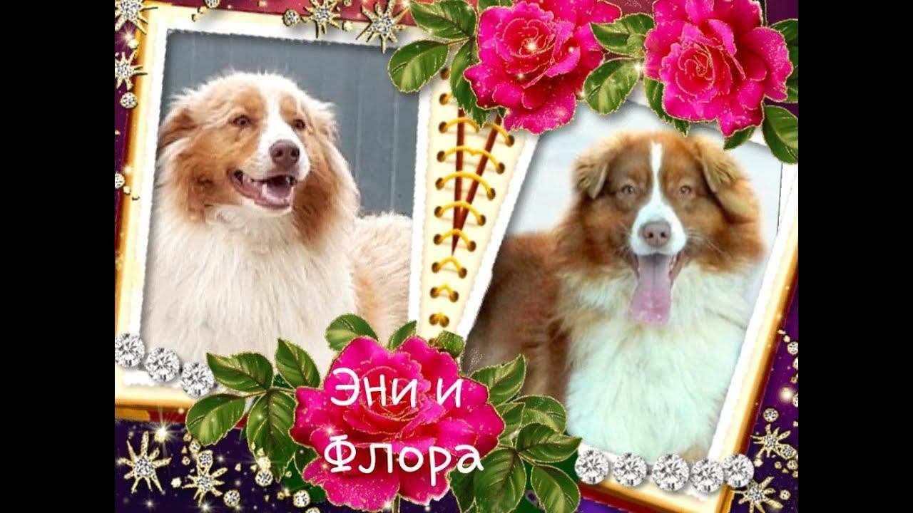 Наши австралийские овчарки (аусси)