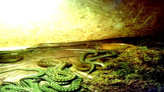 Самец гадюки ухаживает за самкой 2