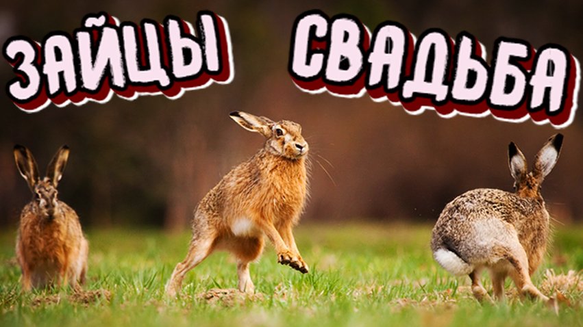 Свадьба у зайцев..