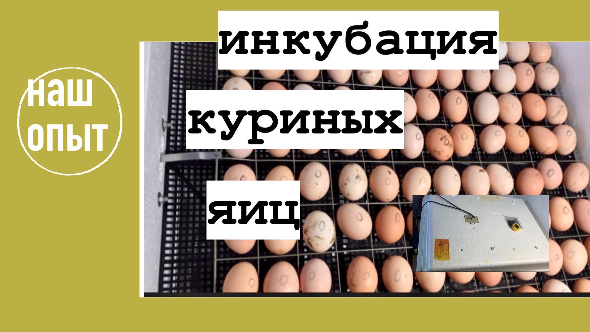 Инкубация куриных яиц (часть.1)/Делюсь опытом /Барашки обживаются/