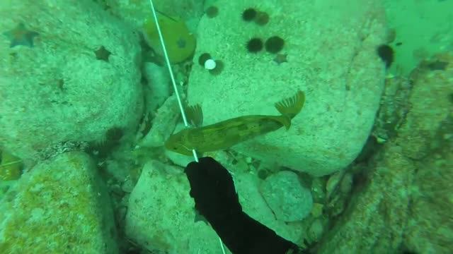 Бухта Теляковского, село Витязь