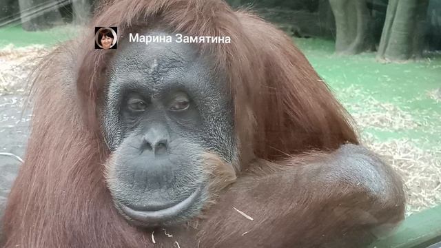 В Московском зоопарке.