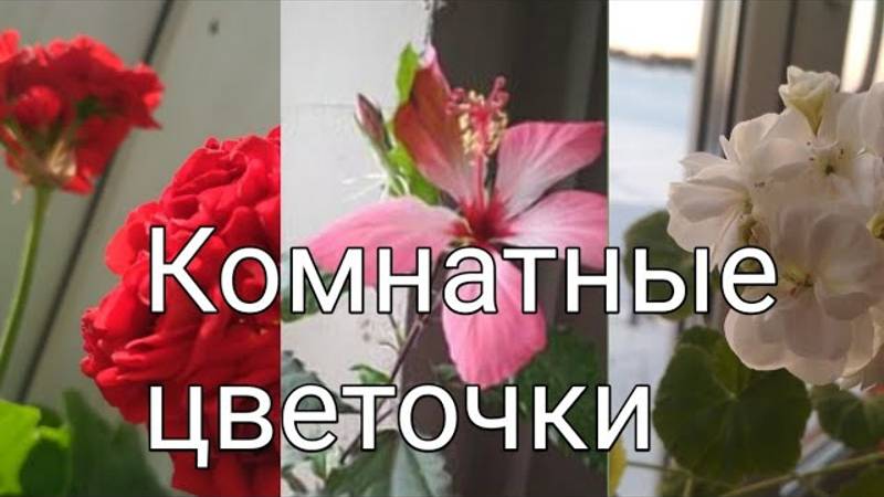 Комнатные цветочки 🌸🌺🌻🌹🌷🌼💐