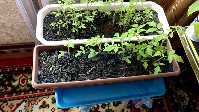 Выращивание помидоров и огурцов на балконе в 2023 году ➤Посадка огурцов на балконе➤ Часть 3