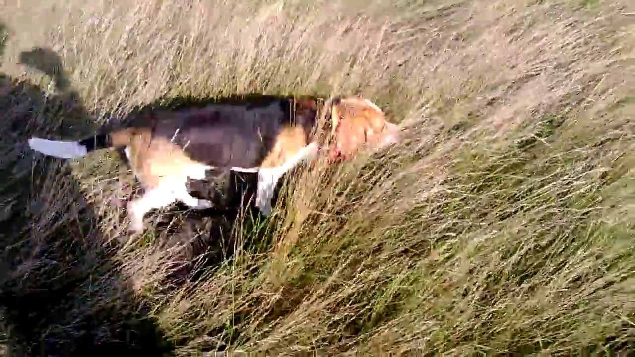 GARMIN Alfa 100 + TT10 и бигль Фока