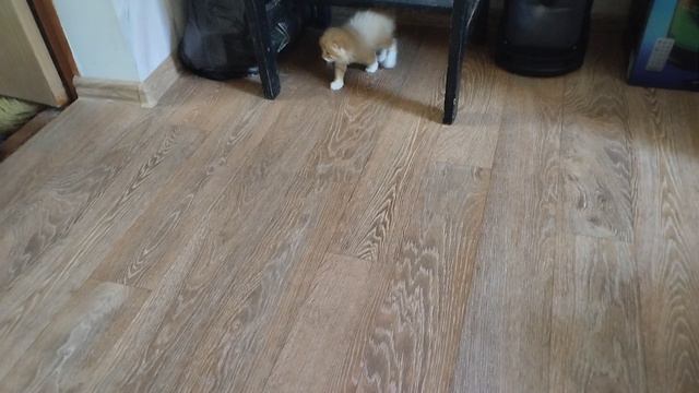 Перс наш малыш