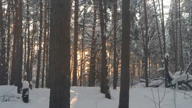 Прогулка по зимнему лесу.mp4