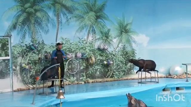 Дельфинарий Феодосия часть первая. Морские львы. Июль 2023