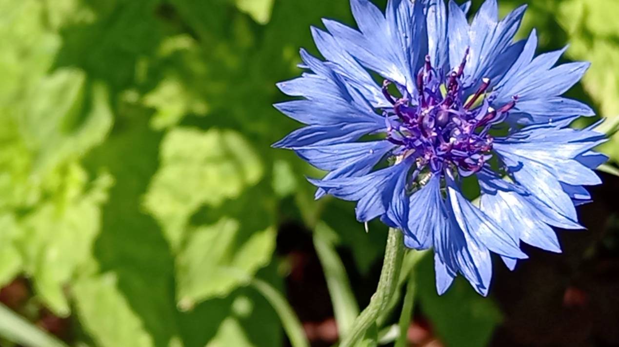 Полевые Цветы