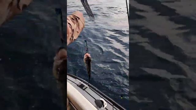 Ловля минтая на троллинговую блесну от Mr. Musurok