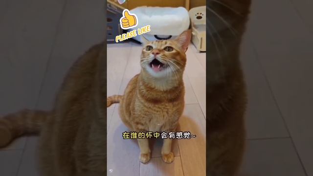 новое вирусное видео в интернете🤣
кот с автотюном в голосе)))