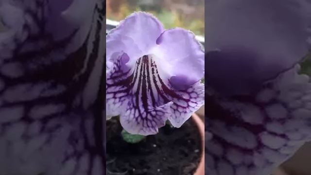 Dem - ЧАРОИТ стрептокарпус.