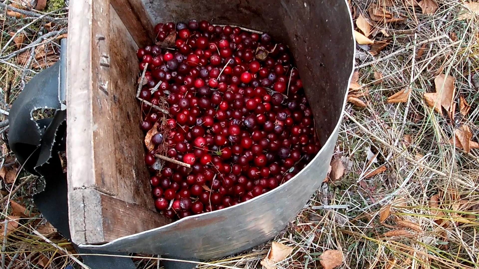 ПРИЕХАЛ НА БОЛОТА СОБИРАТЬ КЛЮКВУ. СБОР ЯГОДЫ ОСЕНЬЮ.