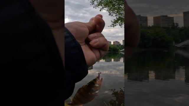 Как найти и поймать Окуня ! Ловля Окуня ! Мормышинг !