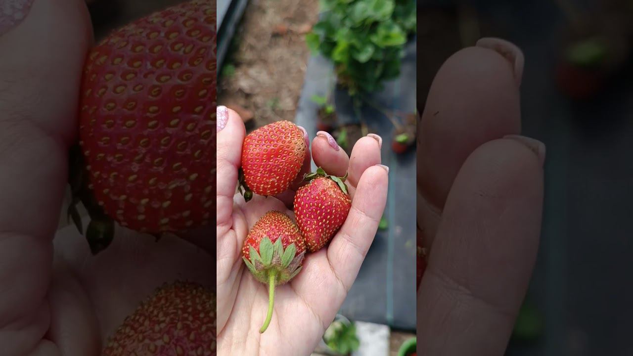 Внимание, трипс! Как распознать