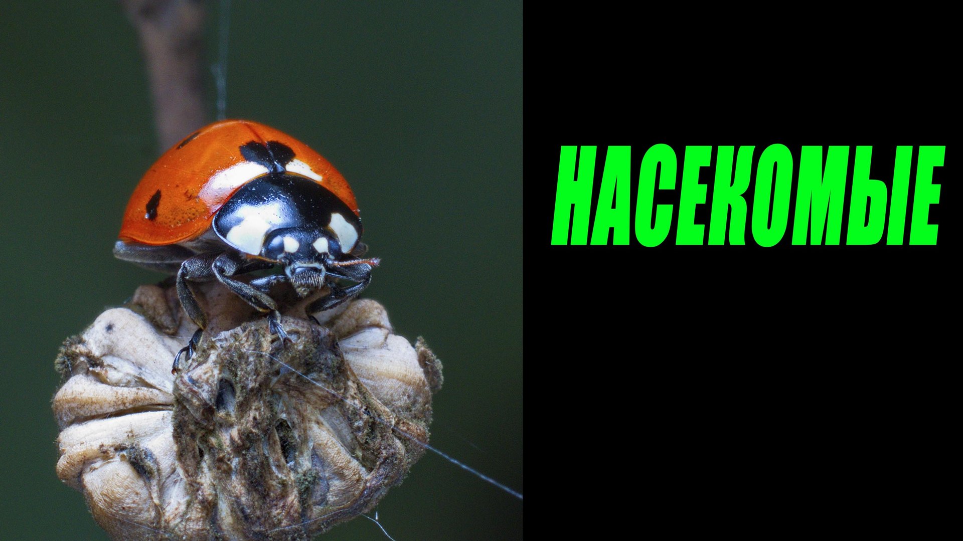 Насекомые