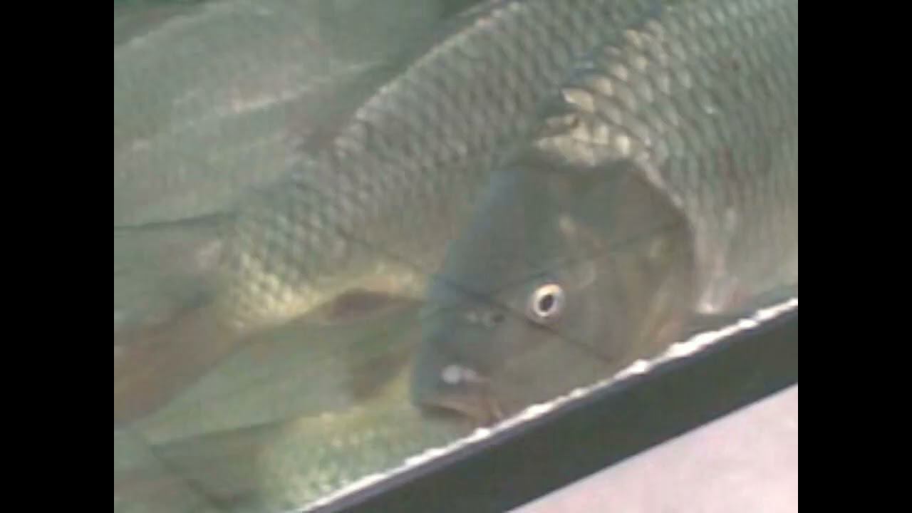 рыба 30 ноября 2008 г.