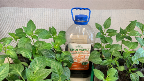 Рассада сладкого перца. Чем подкармливаю.