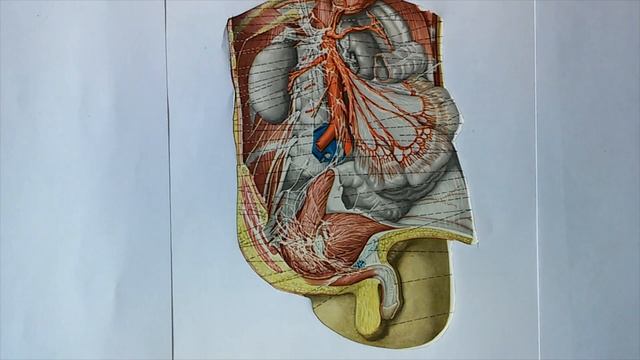 Парные висцеральные и париетальные ветви брюшной аорты. Нижняя полая вена