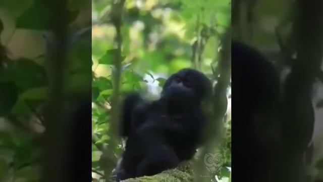 Будущий вожак репетирует.