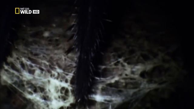 Супер паук _ Super Spider (2012) (720p)