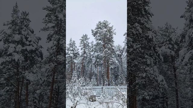 Вид с дачного участка