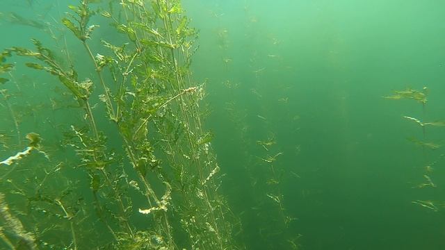 Под водой г.Смоленск село Пригорское Голубое озеро
