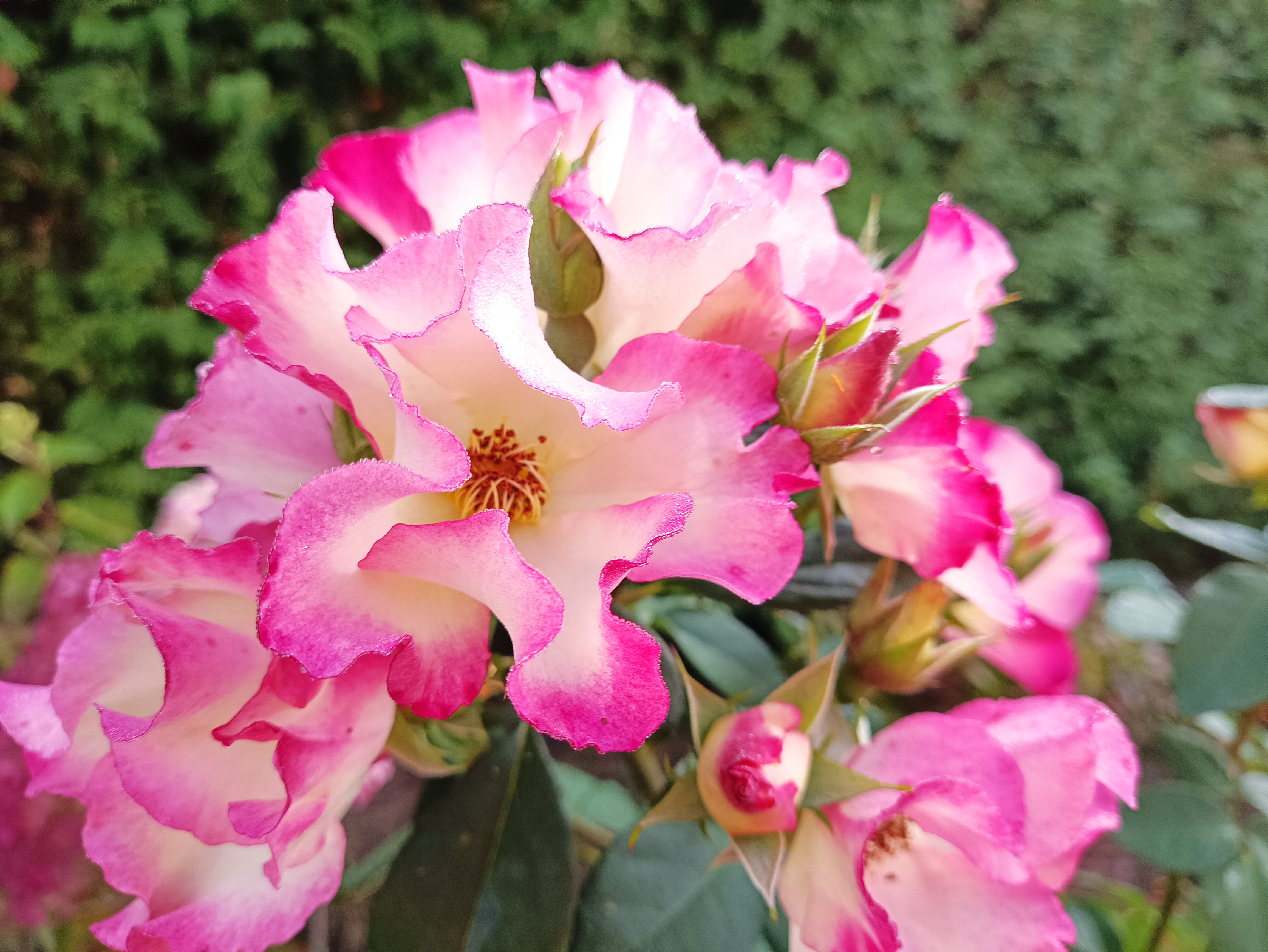 ФЛОРИБУНДА. НАЧИНАЮЩИМ