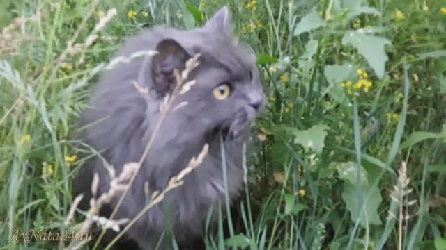 Как кошка Сильва выгуливает свою хозяйку Ташу. Чистка кошачьего желудка=природная необходимость.